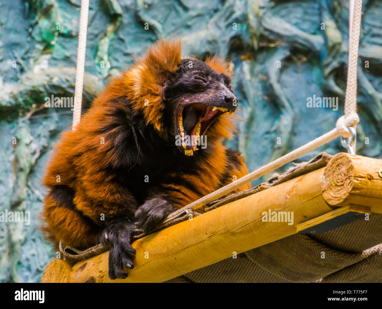 Red ruffed lemur monkey yawning with wide opened mouth, showing its ...