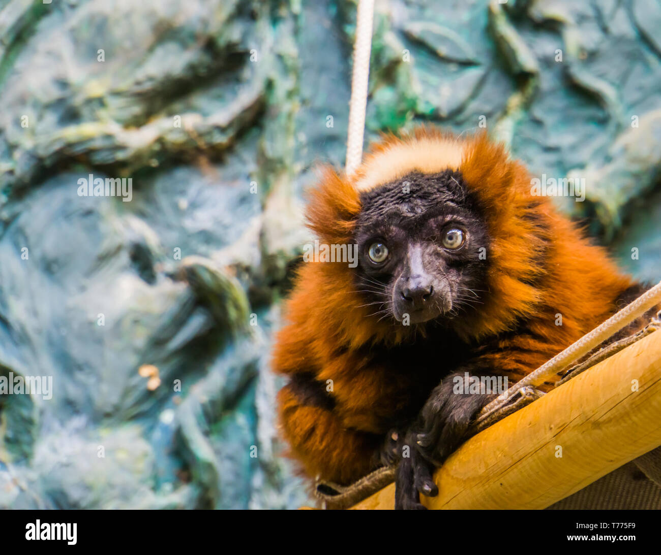 closeup of a red ruffed lemur monkey, cute tropical primate from ...
