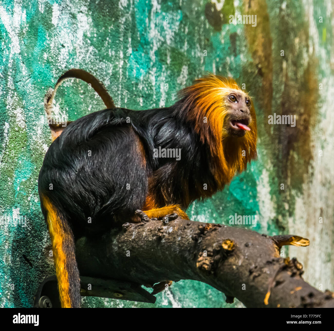 Golden Lion Tamarin Eating Lizard