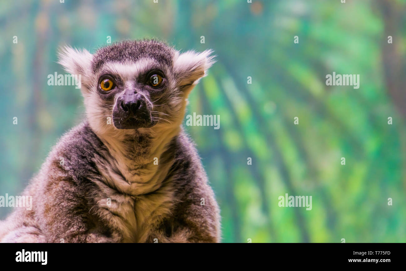 the face of a ring tailed lemur monkey in closeup, Endangered tropical ...