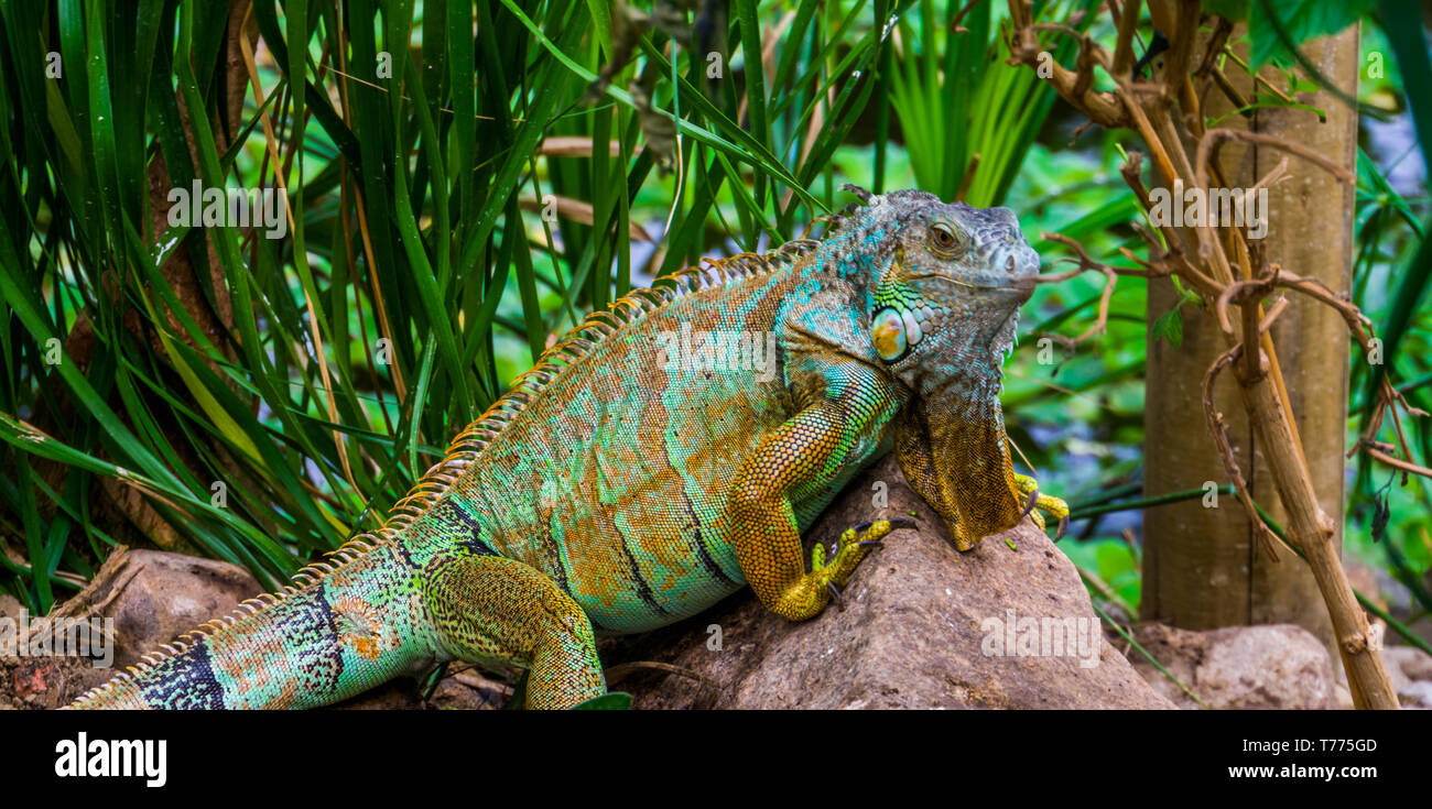 colorful iguana in closeup, tropical lizard from America, popular pet ...