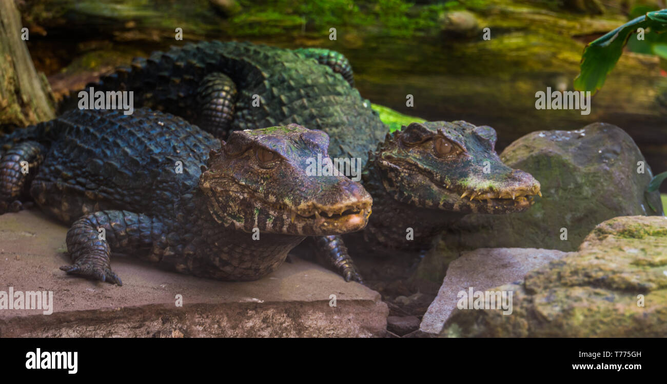 Smooth fronted caiman hi-res stock photography and images - Alamy