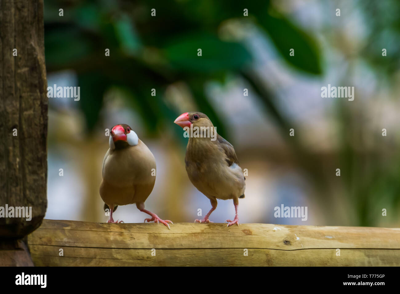 java rice sparrow couple together on a wooden pole, Male and female ...