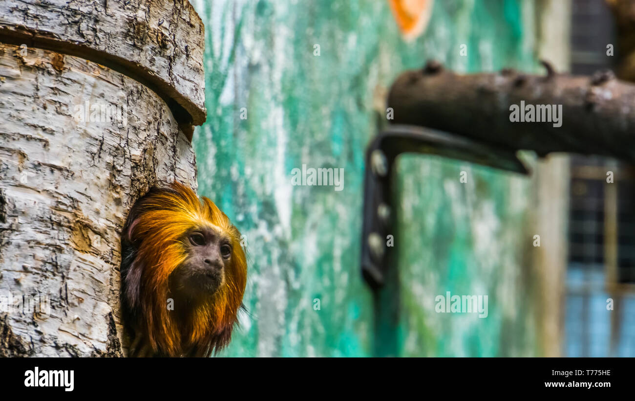 Pet Tamarin