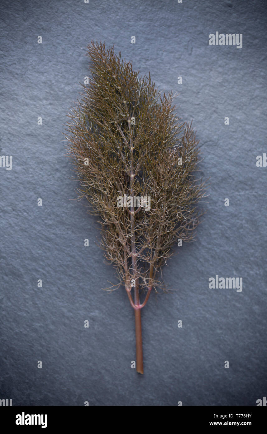 Foraging wild edible plants hi-res stock photography and images - Alamy