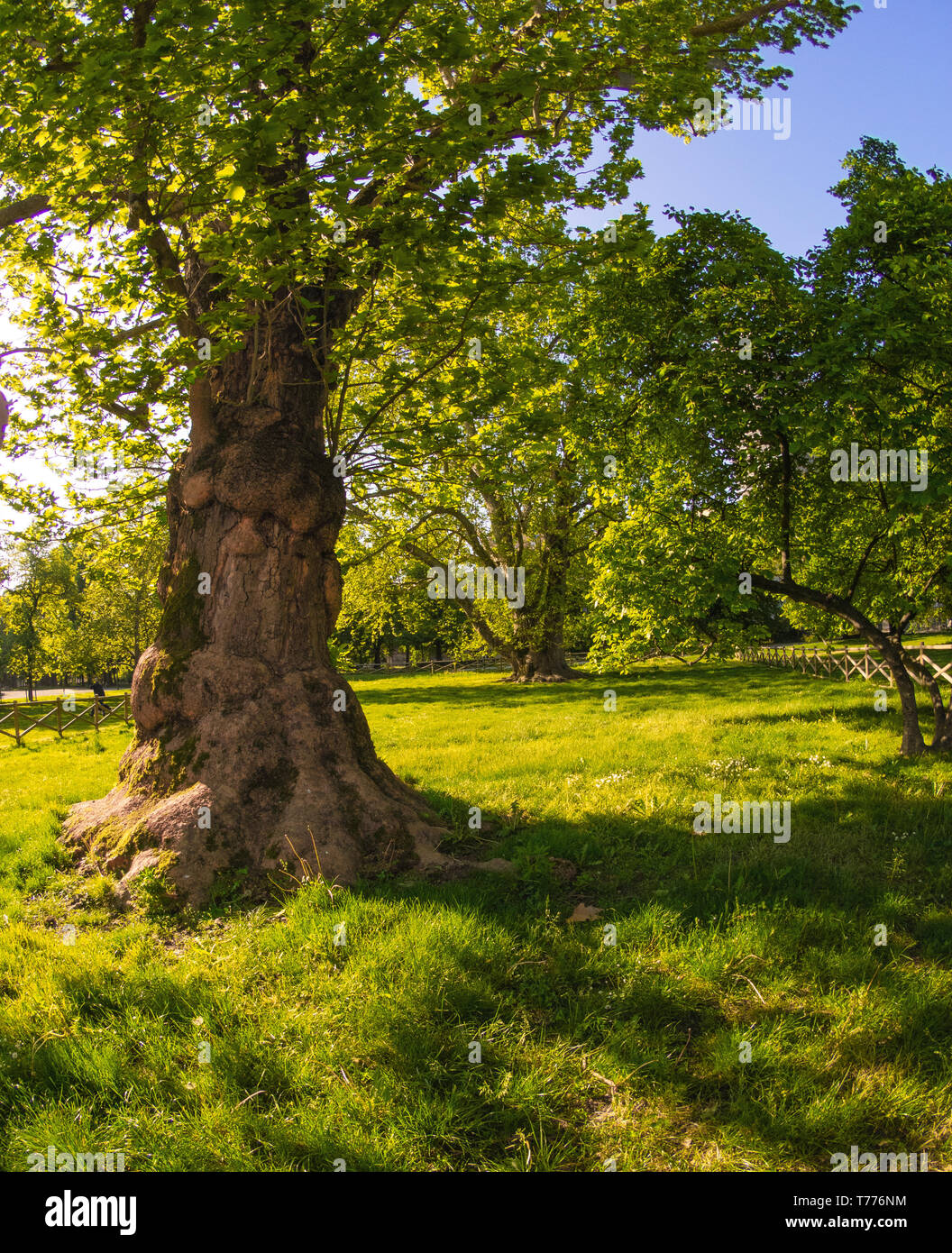 large monumental trees in a park in Milan - Italy Stock Photo - Alamy