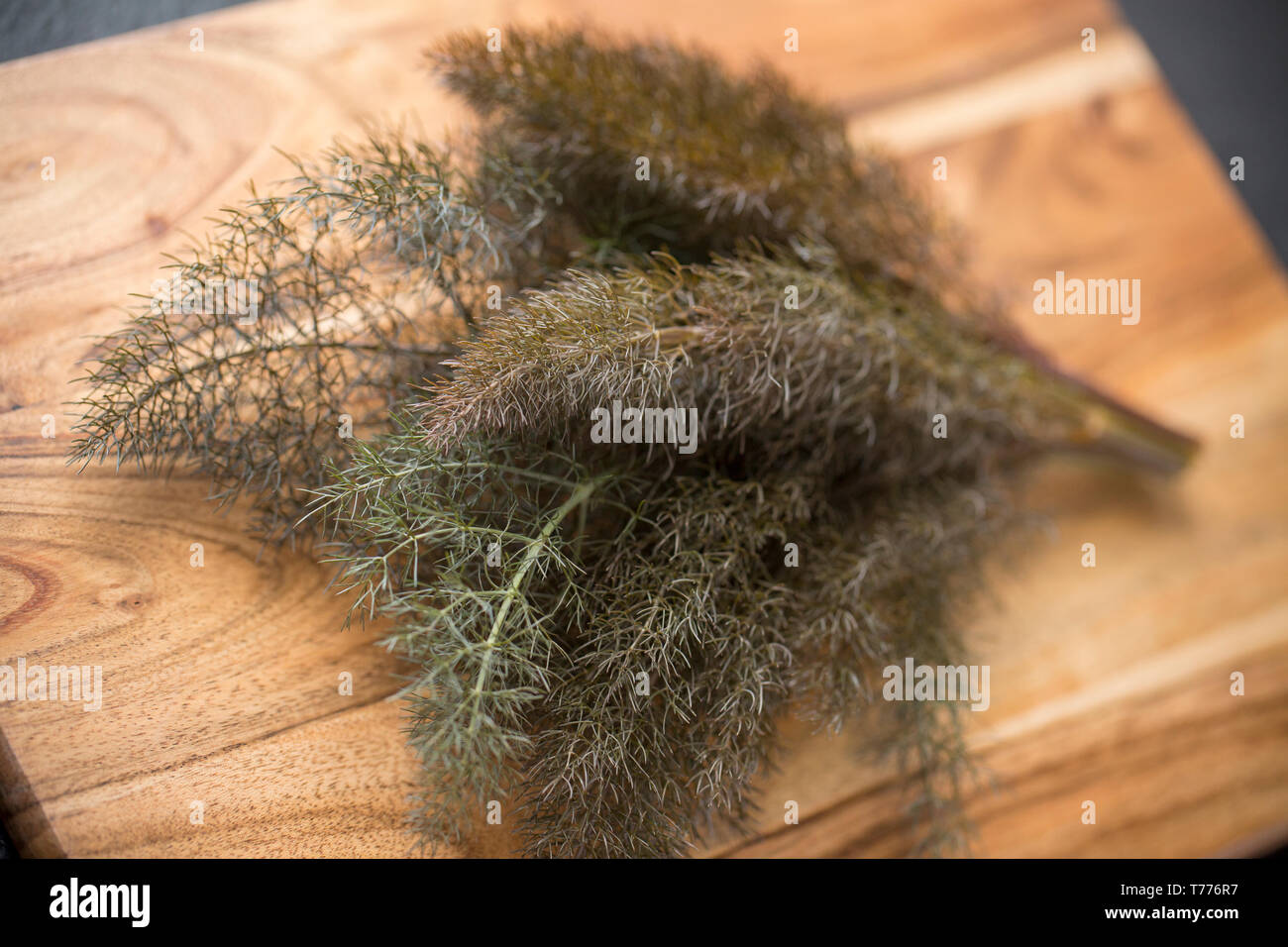 Sprigs of bronze fennel, Foeniculum vulgare purpureum, from a plant ...