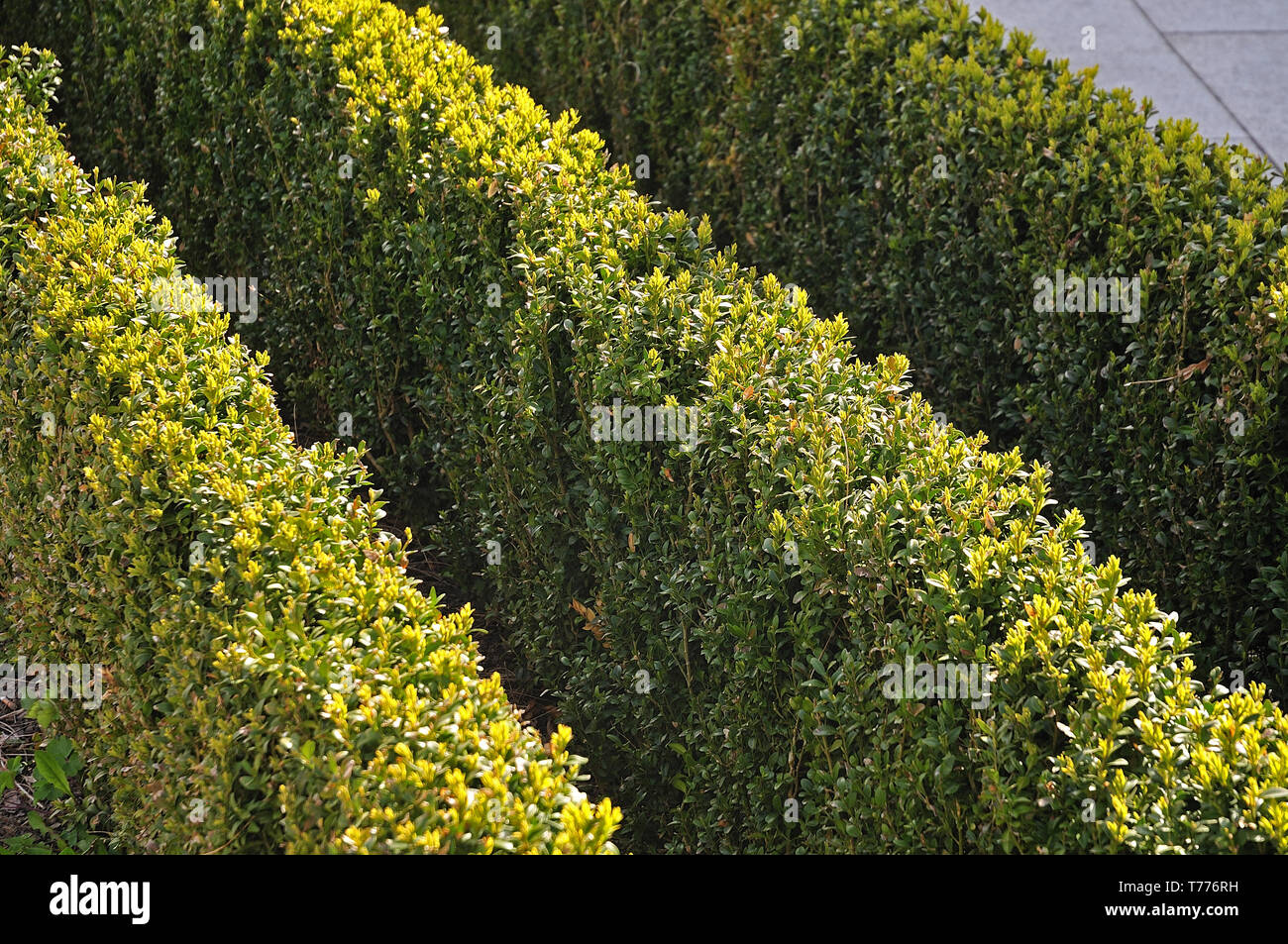 narrow rows of cut boxwood in formal garden Stock Photo - Alamy