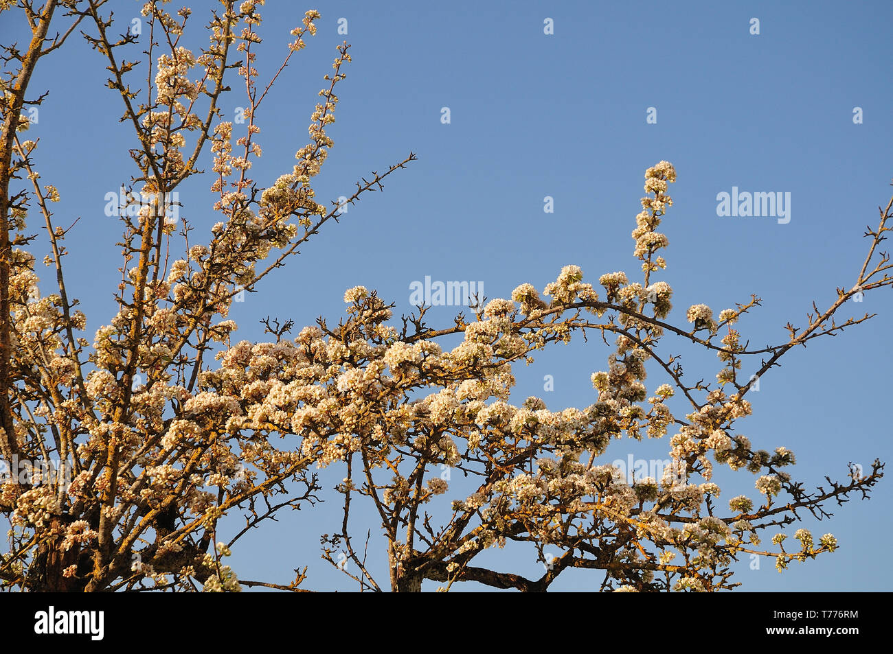 branches of an apple tree in morning sun with plenty of flowers Stock ...