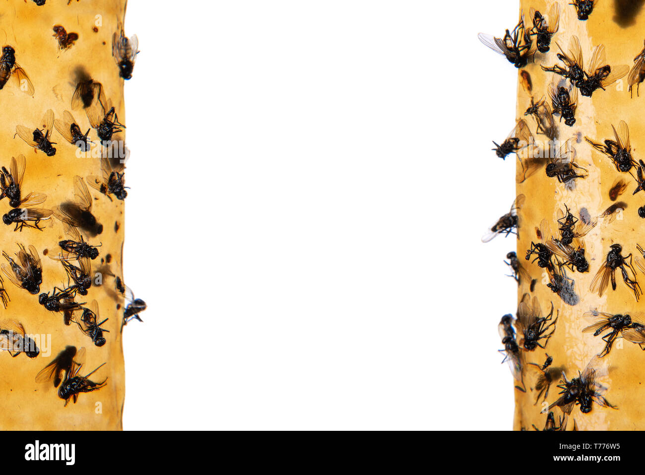 Sticky flypaper with glued flies, trap for flies or fly-killing device ...