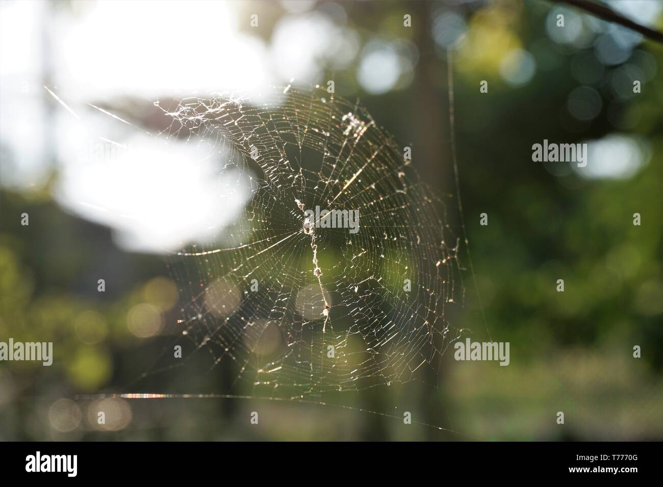 Cobweb background hi-res stock photography and images - Alamy