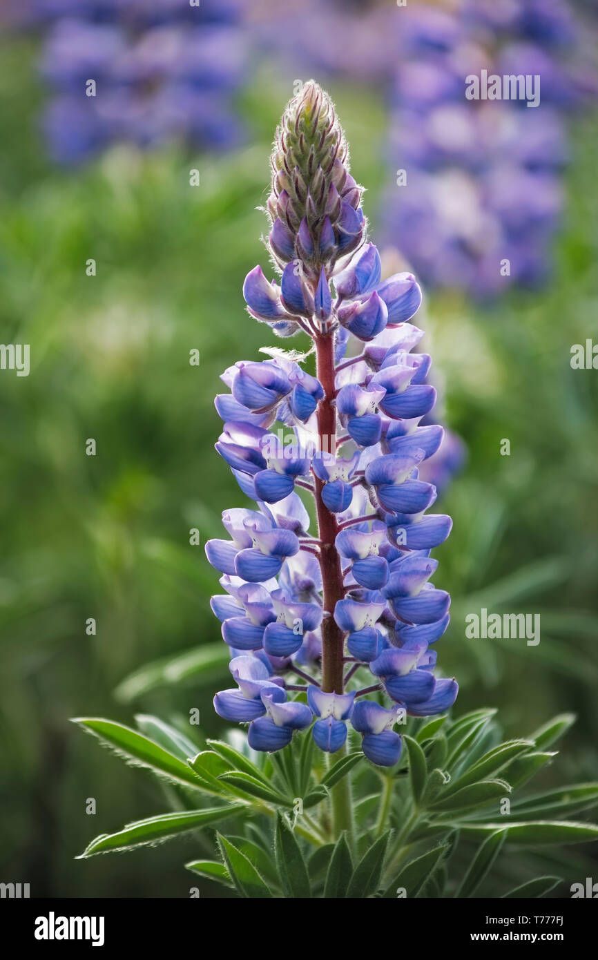 Lupine; Dalles Mountain Ranch, Columbia Hills State Park, Washington ...
