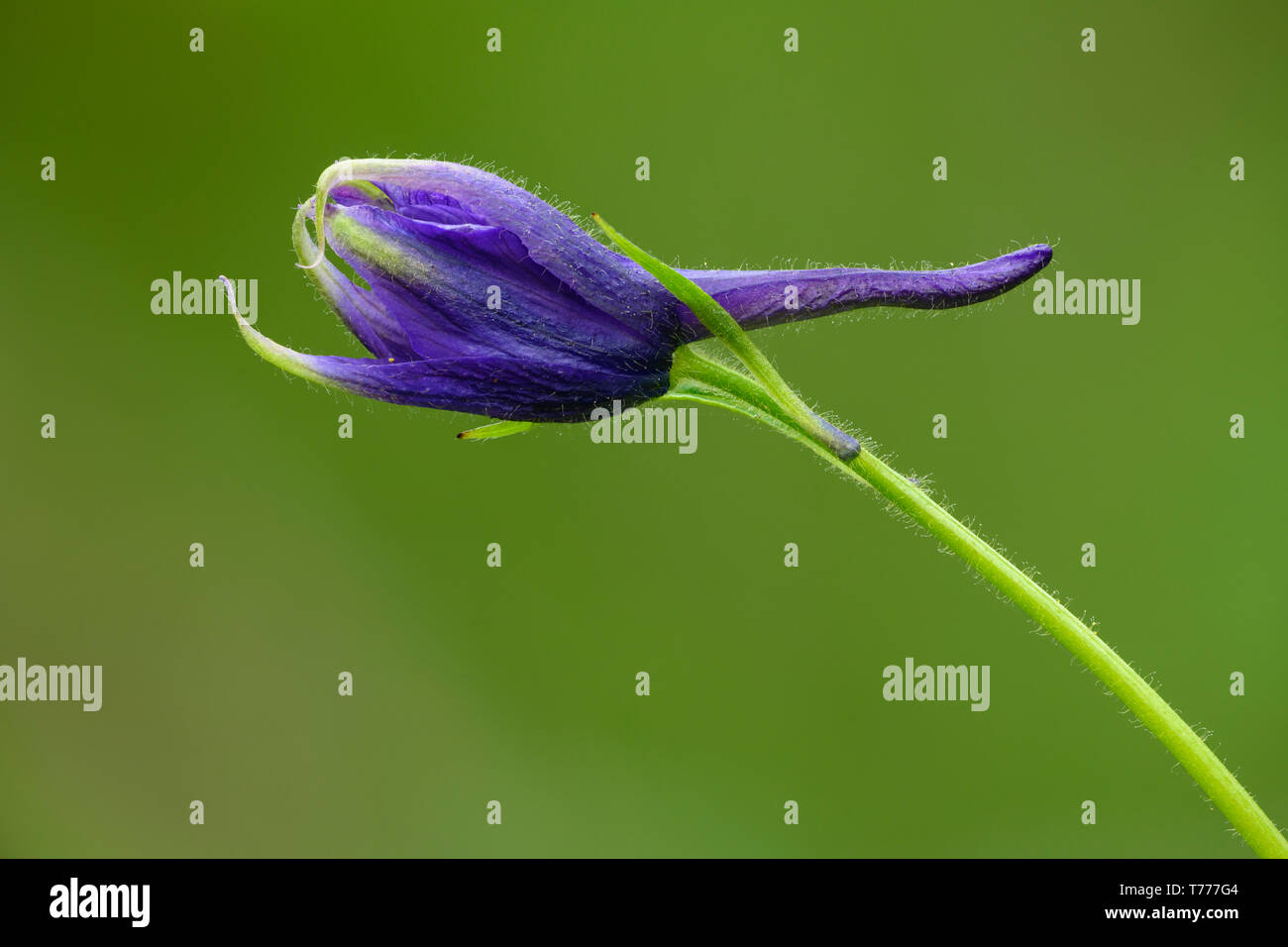 Common or Upland Larkspur flower bud; Willamette Valley, Oregon Stock ...