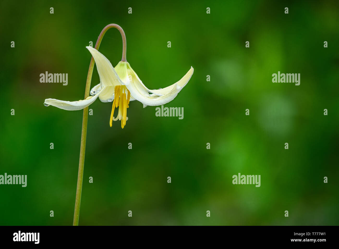 Oregon Fawn Lily blooming at Mount Pisgah Arboretum, Eugene, Oregon ...