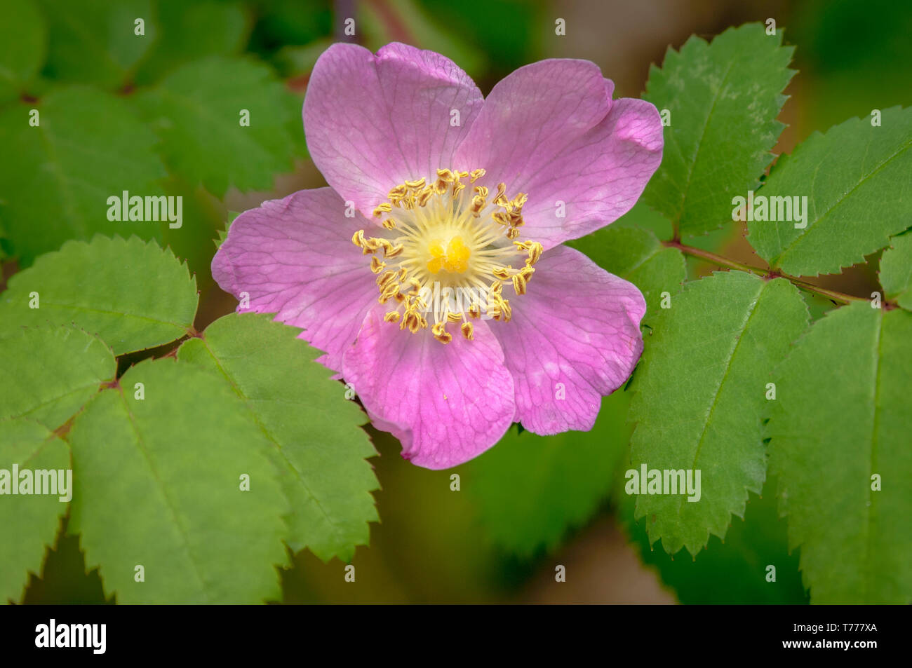 Oregon trail rose hi-res stock photography and images - Alamy