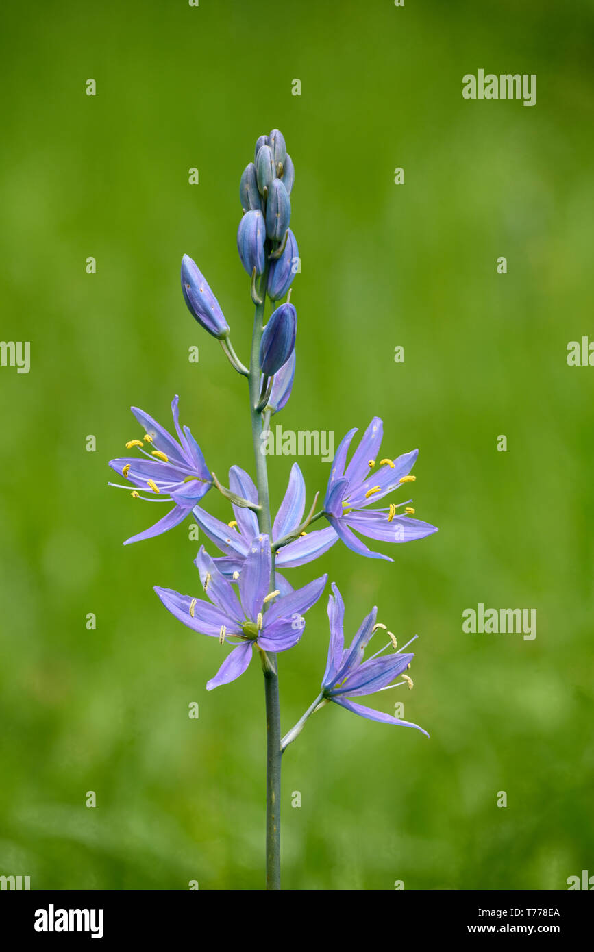 Common Camas (Camassia quamash); Bridal Veil State Park, Columbia River ...