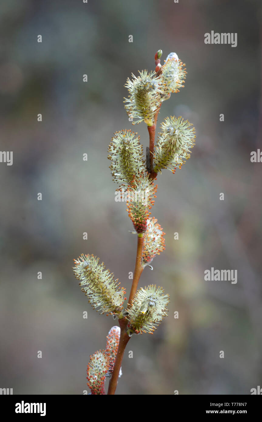 Streamside plants hi-res stock photography and images - Alamy