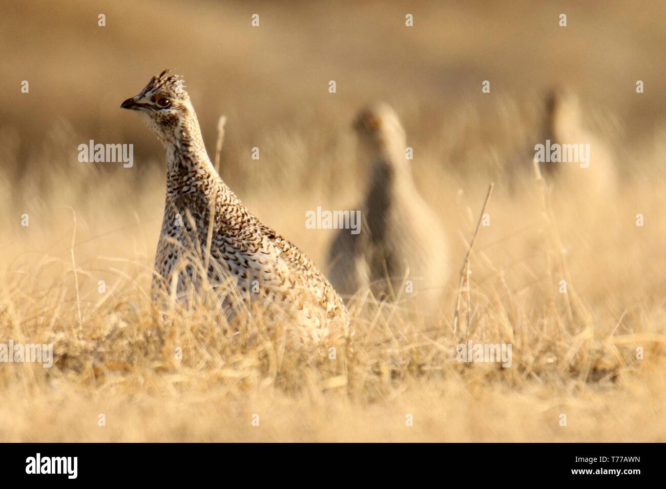 Sharp tailed grouse on the dancing grounds during mating season at ...