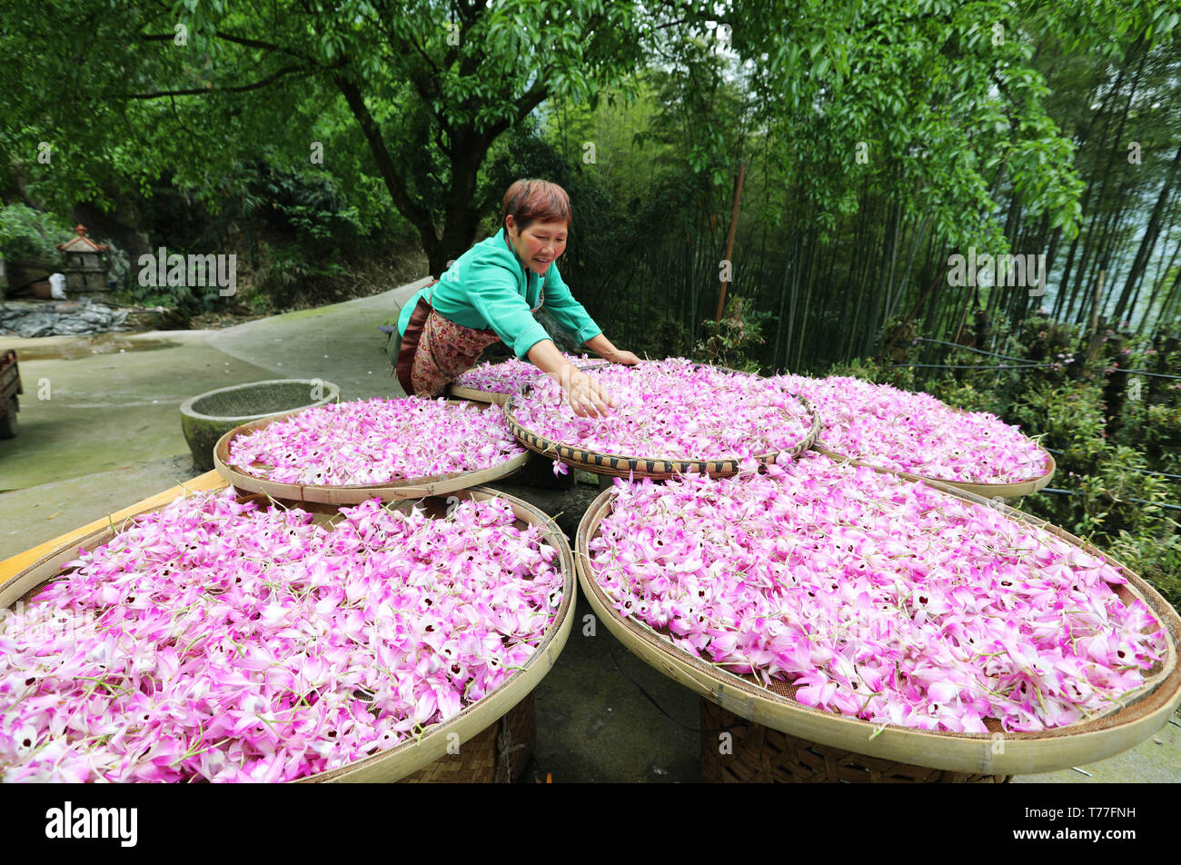 Zunyi, China. 4th May, 2019. A farmer dries fresh dendrobium noble ...