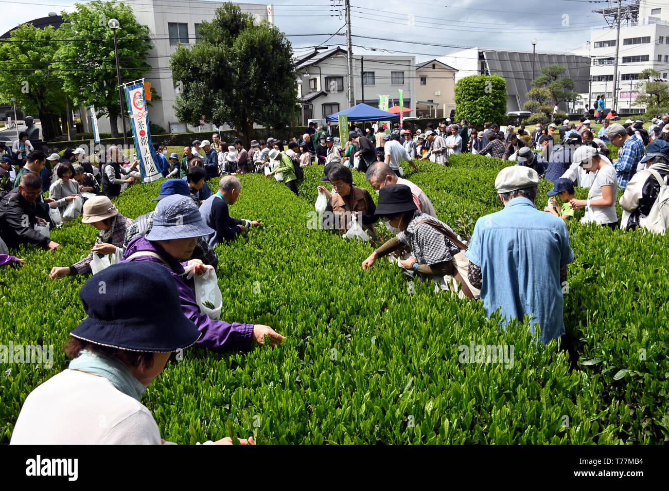 Sayama tea hi-res stock photography and images - Alamy
