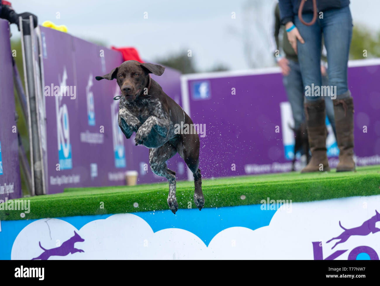 Brentwood, Essex, UK. 5th May 2019. All about Dogs show at Brentwood ...