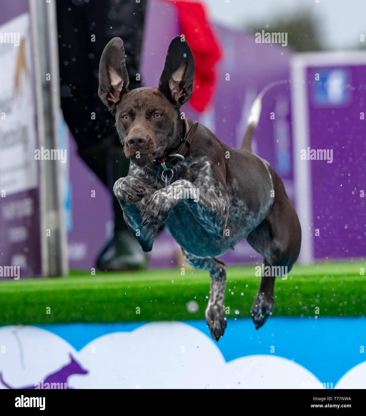 Dock jumping dogs hi-res stock photography and images - Alamy