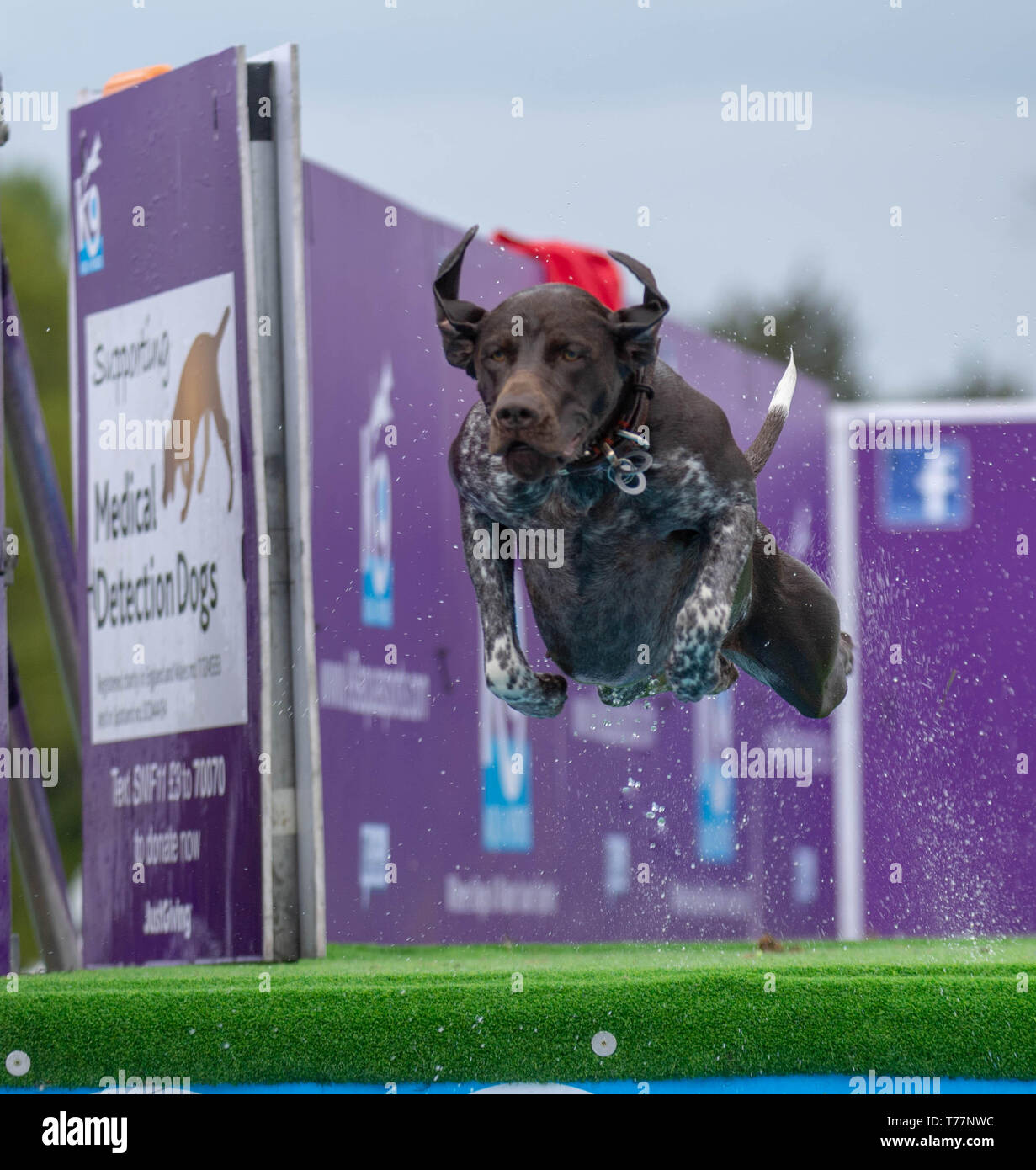 Brentwood, Essex, UK. 5th May 2019. All about Dogs show at Brentwood ...