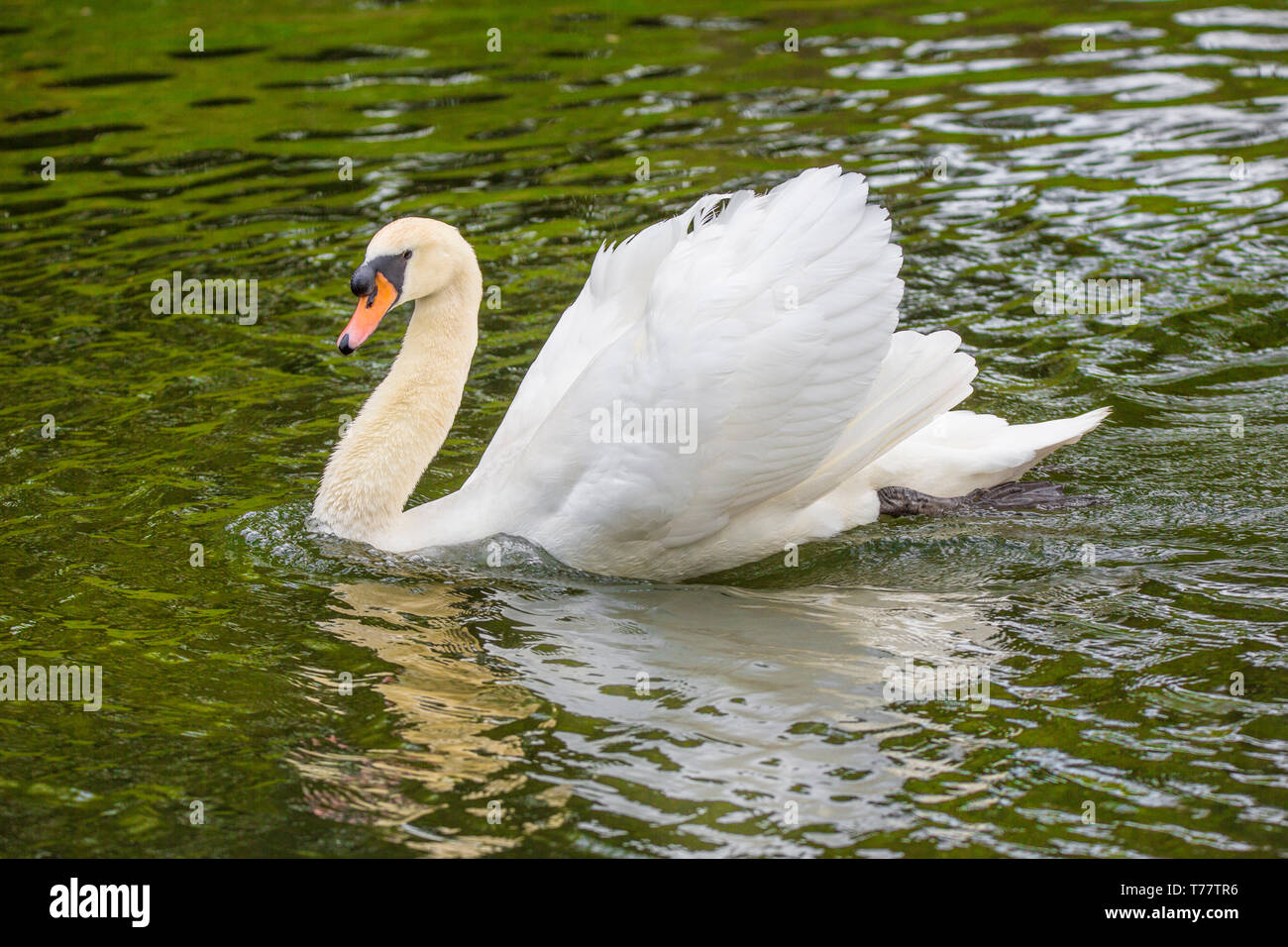 A Swan swimming Stock Photo - Alamy