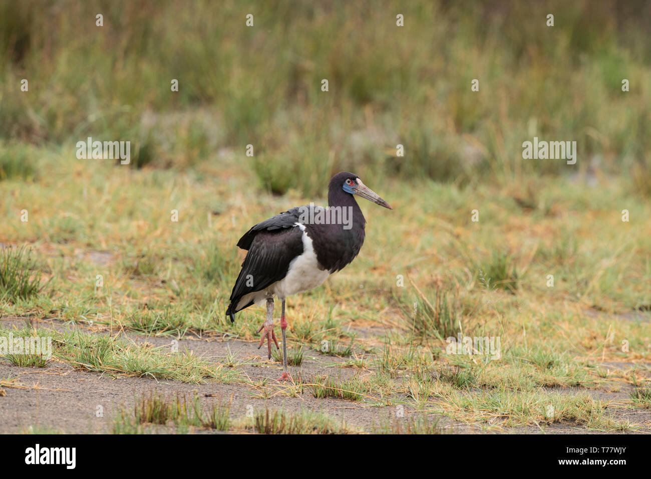 African stork hi-res stock photography and images - Alamy