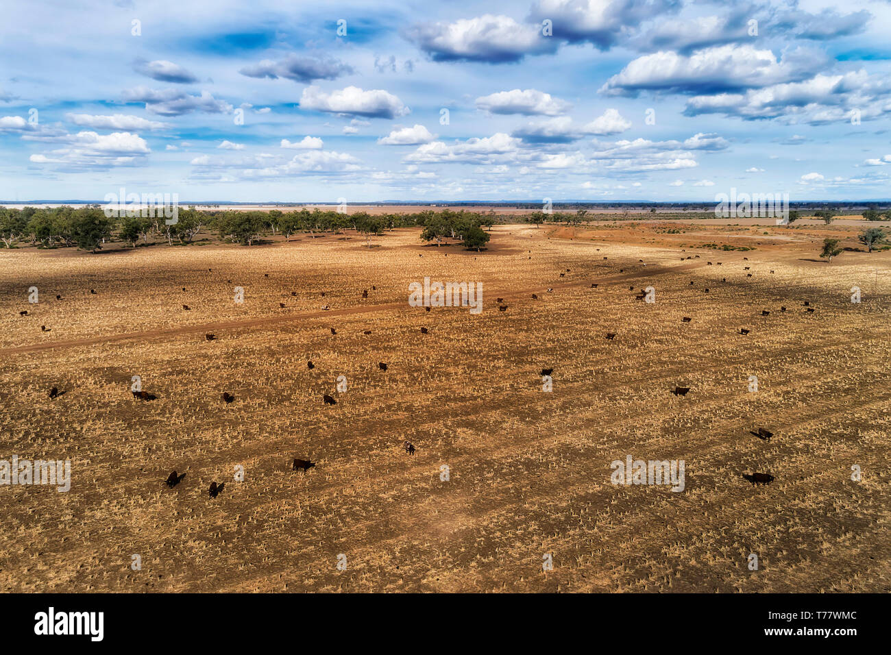 Dry harvested and cropped farm land field near Moree regional ...