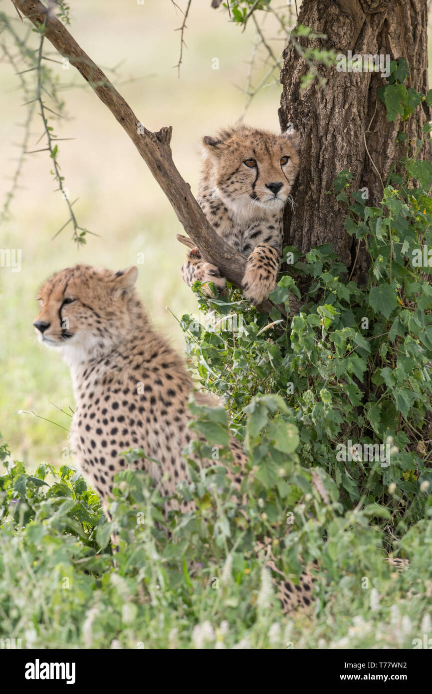 Cheetah in tree hi-res stock photography and images - Alamy