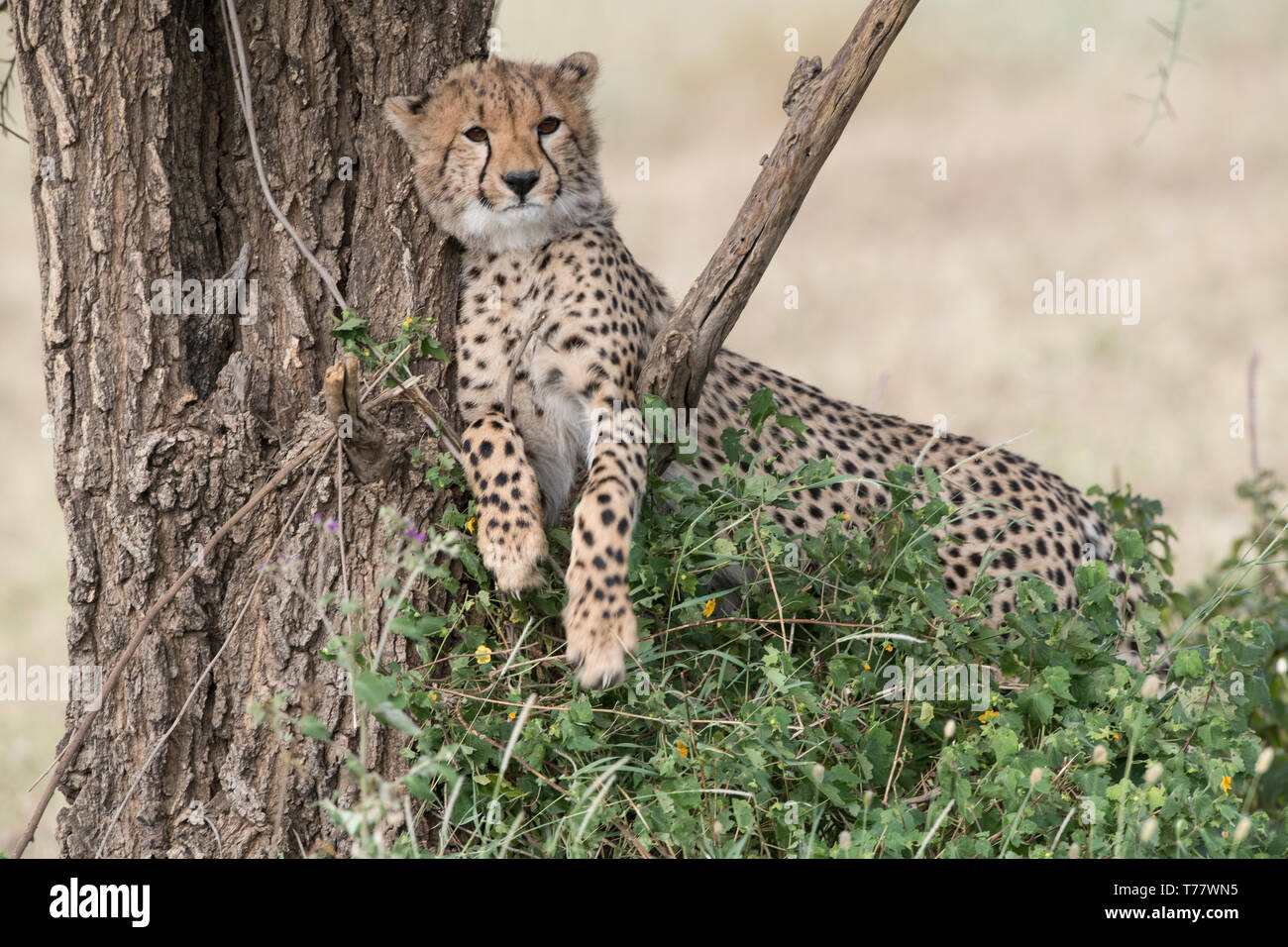 Cats in tree hi-res stock photography and images - Alamy