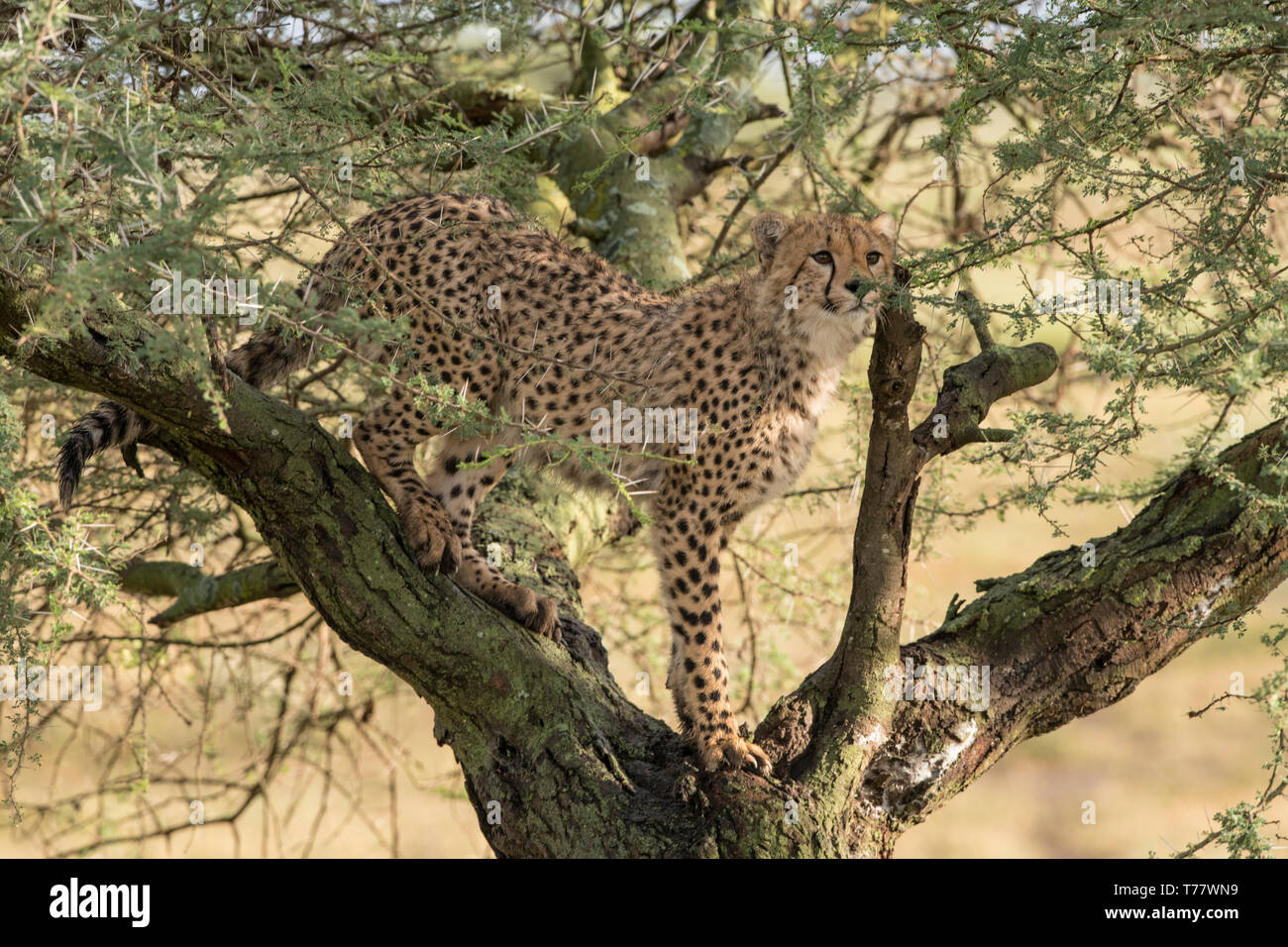 Cheetah in tree hi-res stock photography and images - Alamy