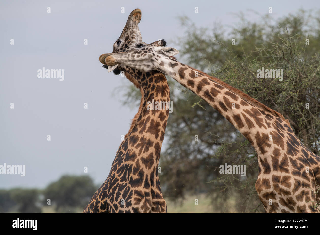 Male giraffes sparring hi-res stock photography and images - Alamy