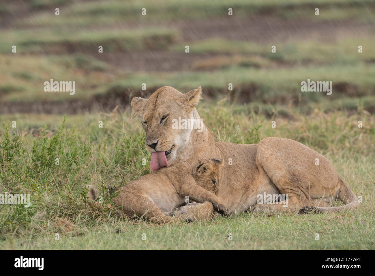 Lioness and cubs in rain hi-res stock photography and images - Alamy
