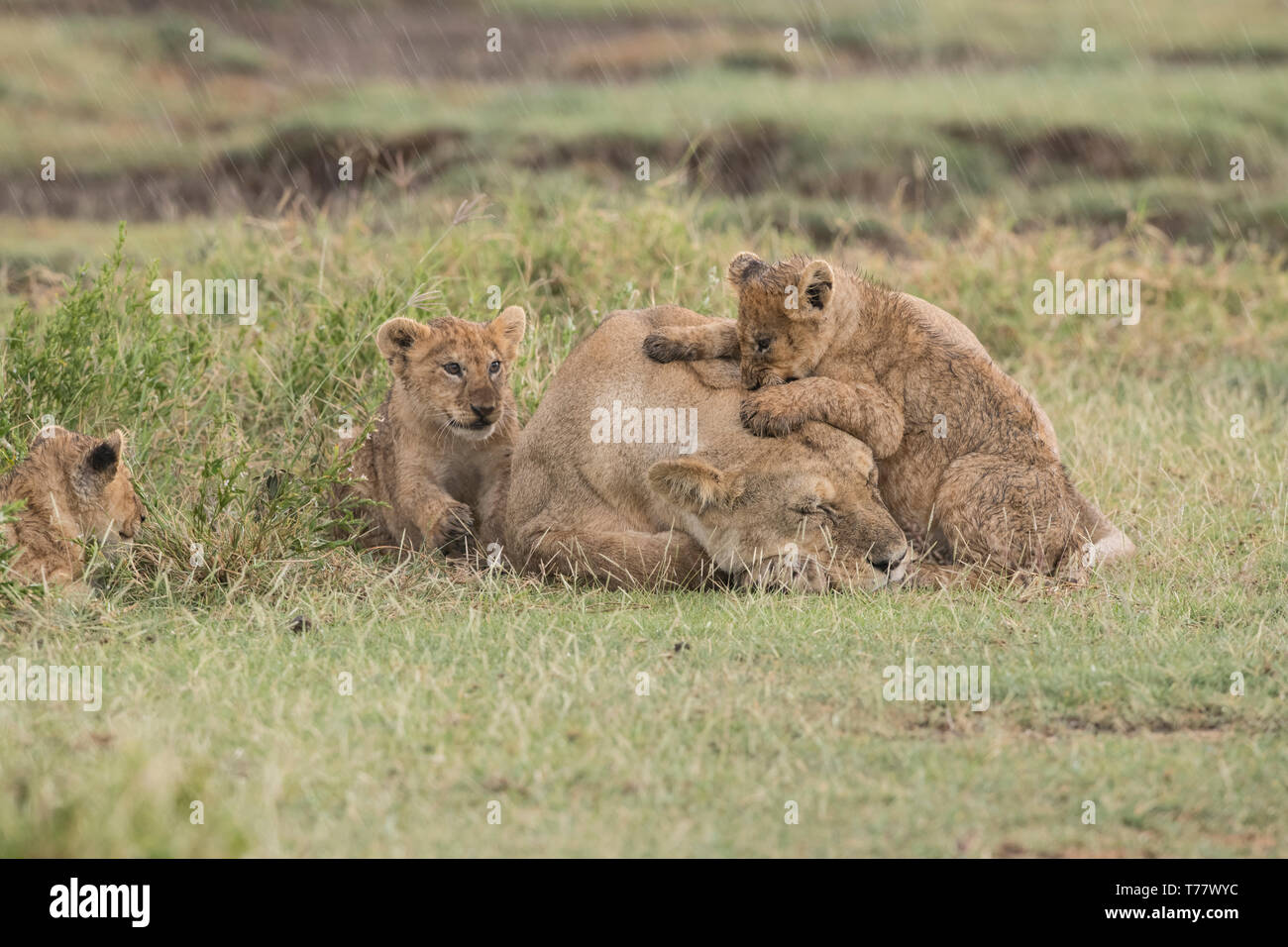 Lioness and cubs in rain hi-res stock photography and images - Alamy