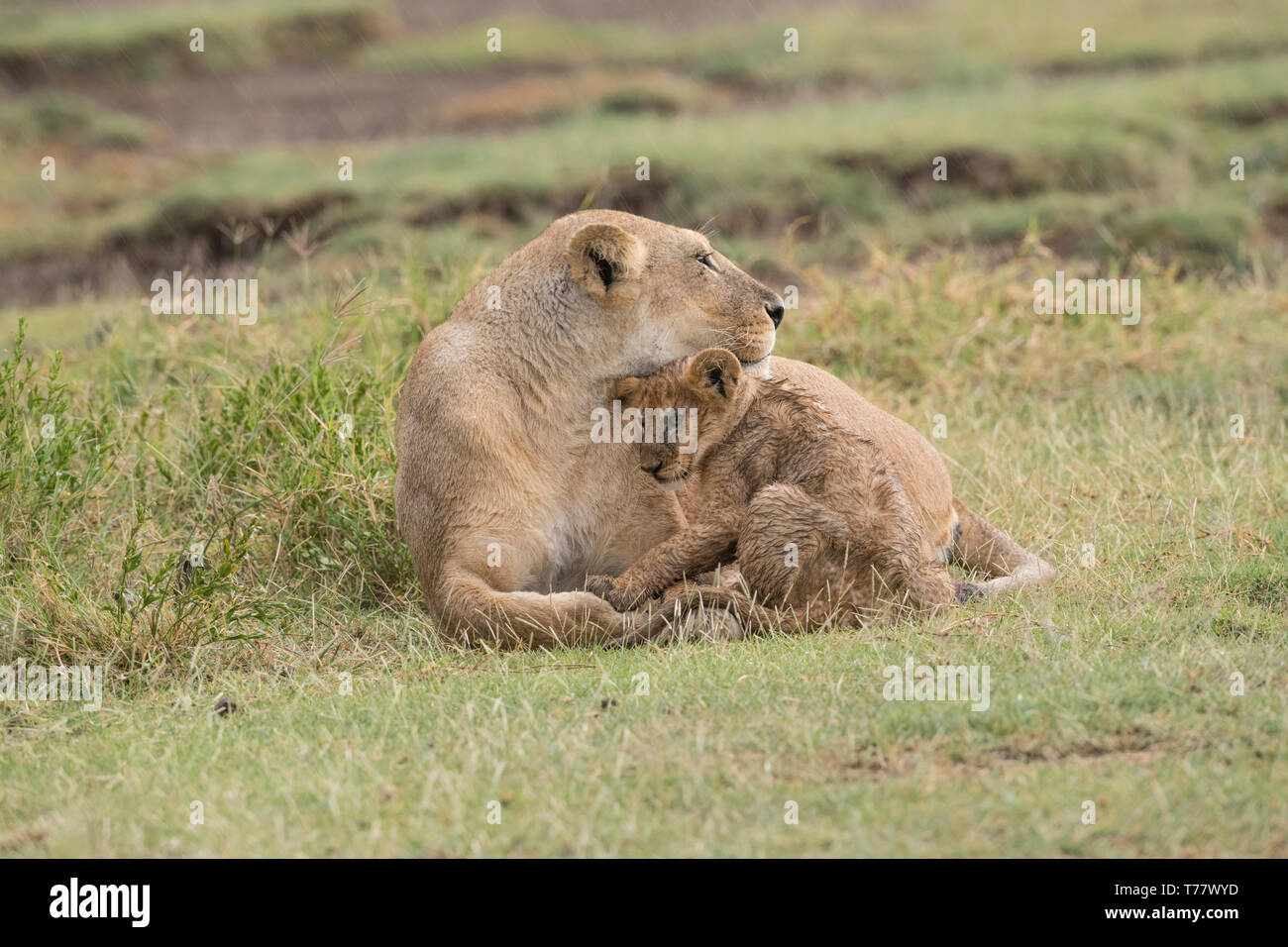 Lioness and cubs in rain hi-res stock photography and images - Alamy