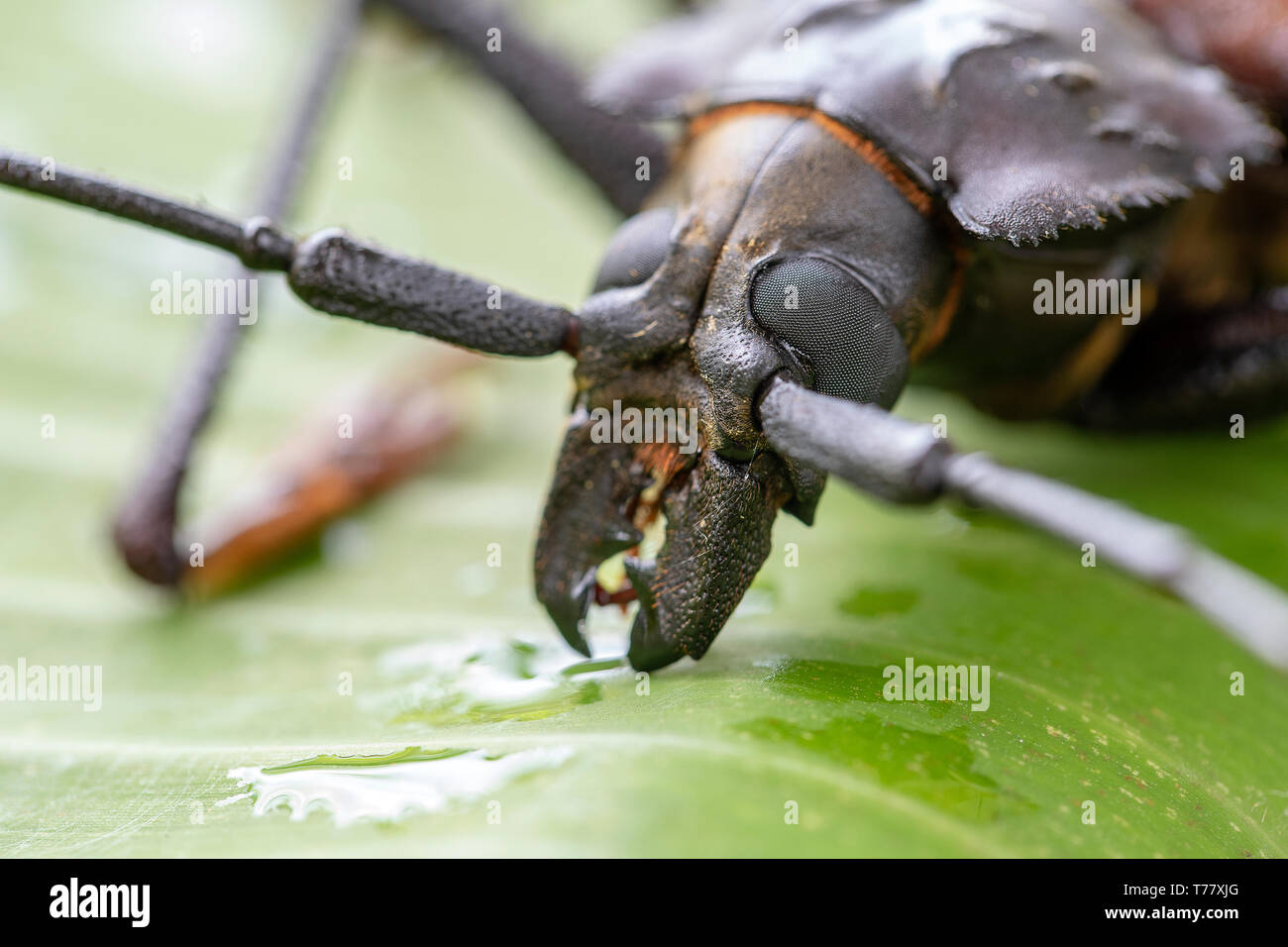 Giant Fijian longhorn beetle from island Koh Phangan, Thailand. Close ...