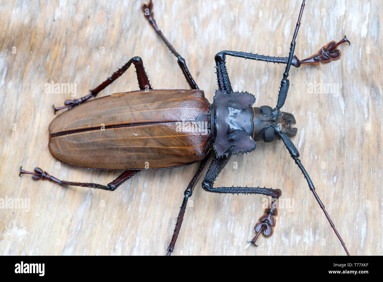 Giant Fijian longhorn beetle from island Koh Phangan, Thailand. Close ...