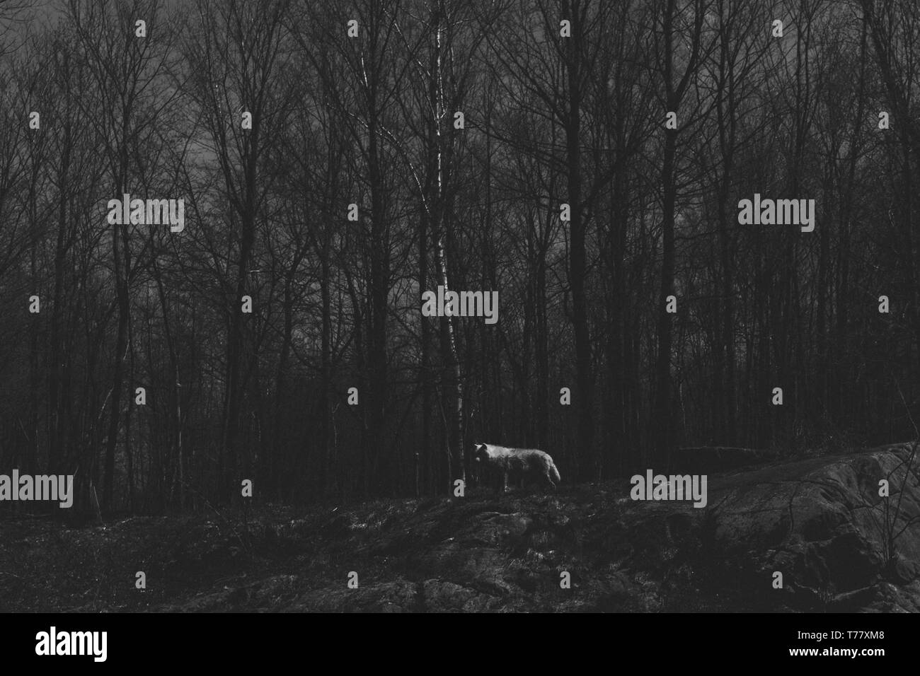 Nature landscape in french Black and White Stock Photos & Images - Alamy