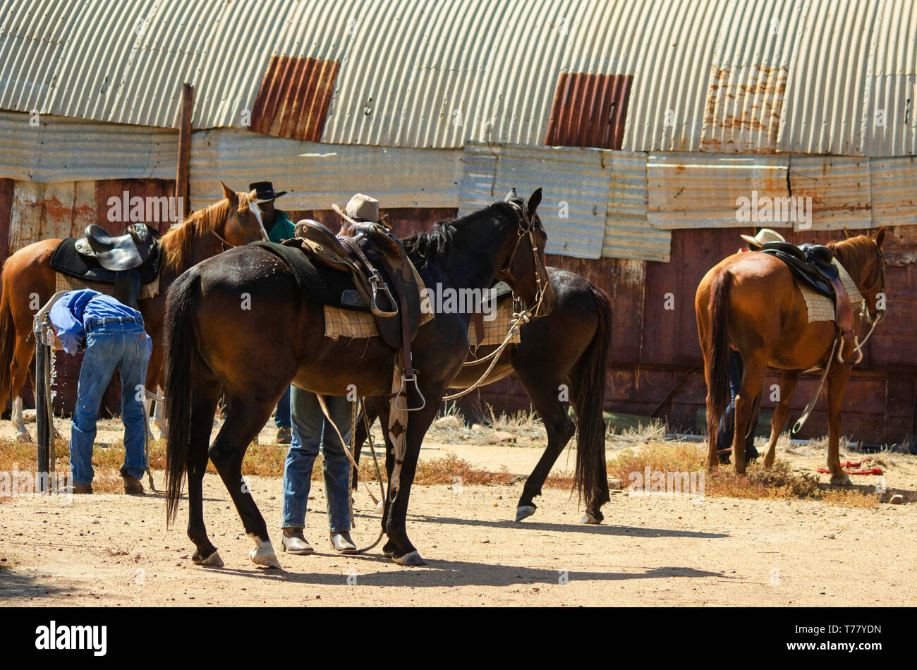 Cattle muster outback hi-res stock photography and images - Alamy