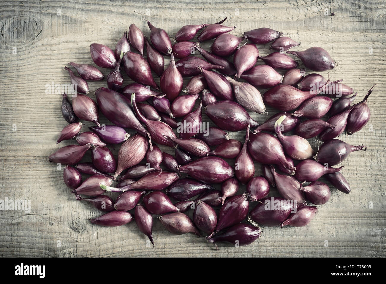 Sowing spring onion seeds hi-res stock photography and images - Alamy