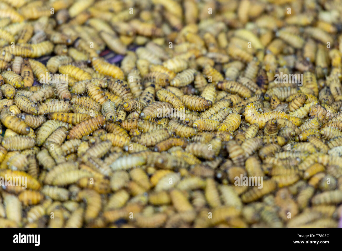 Magguts for at at Local Kohima market,Nagaland,India,Asia Stock Photo ...