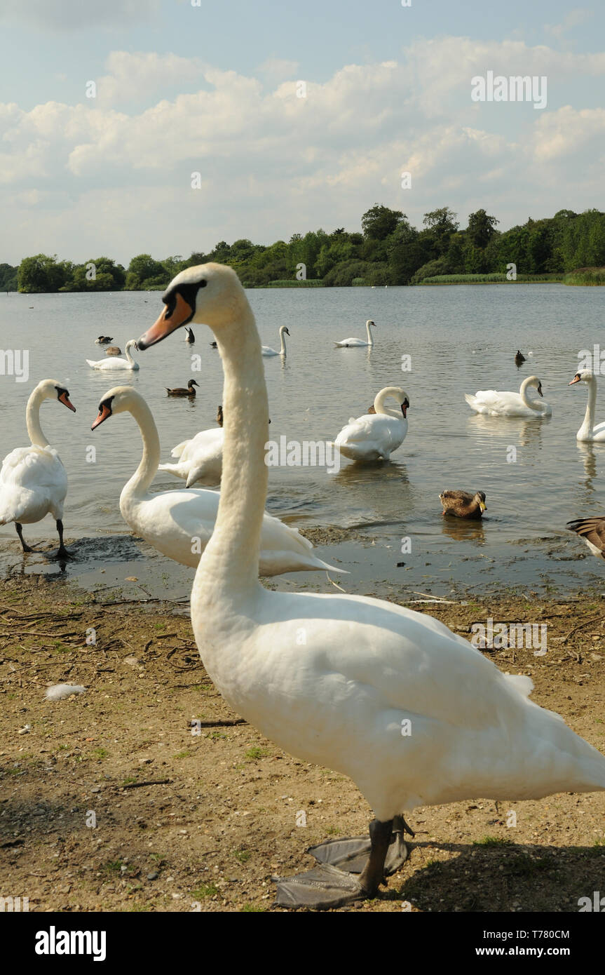 Hornsea mere hi-res stock photography and images - Alamy