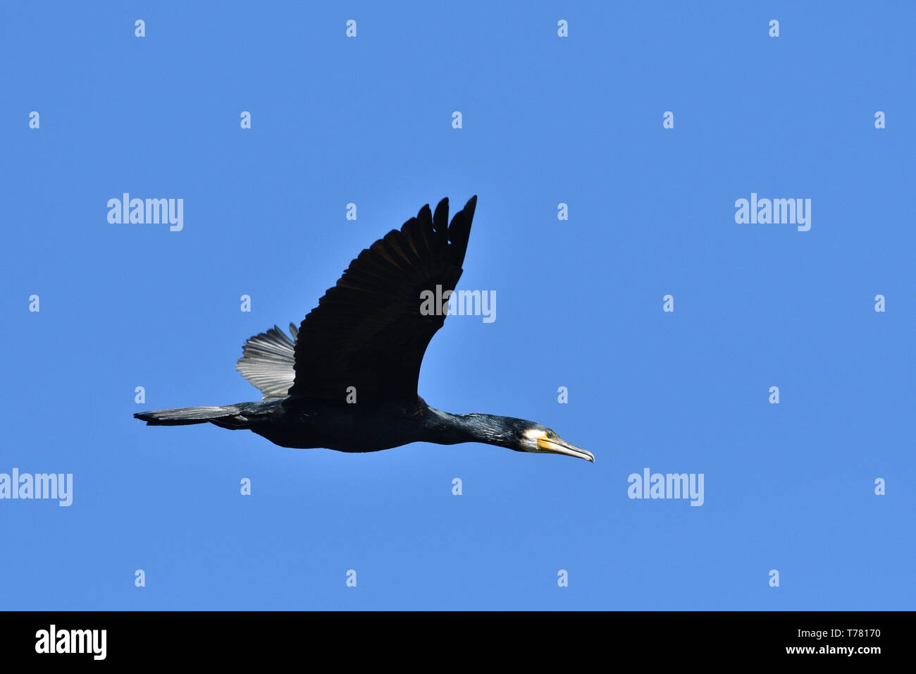 Double crested cormorants in flight hi-res stock photography and images ...
