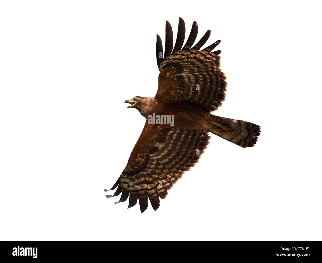 African Harrier Hawk High Resolution Stock Photography and Images - Alamy