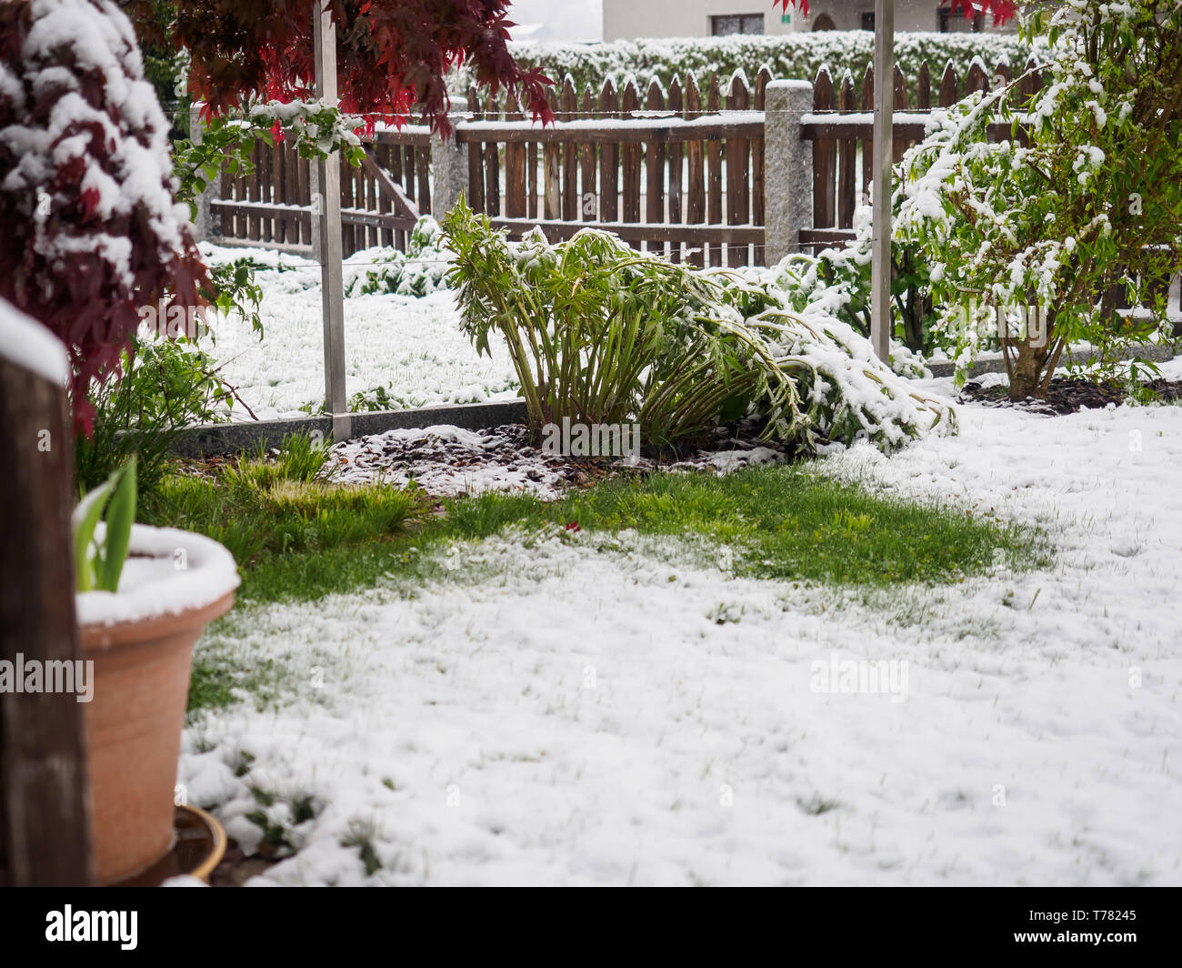 Unexpected snow in spring threatens plants in the garden Stock Photo ...