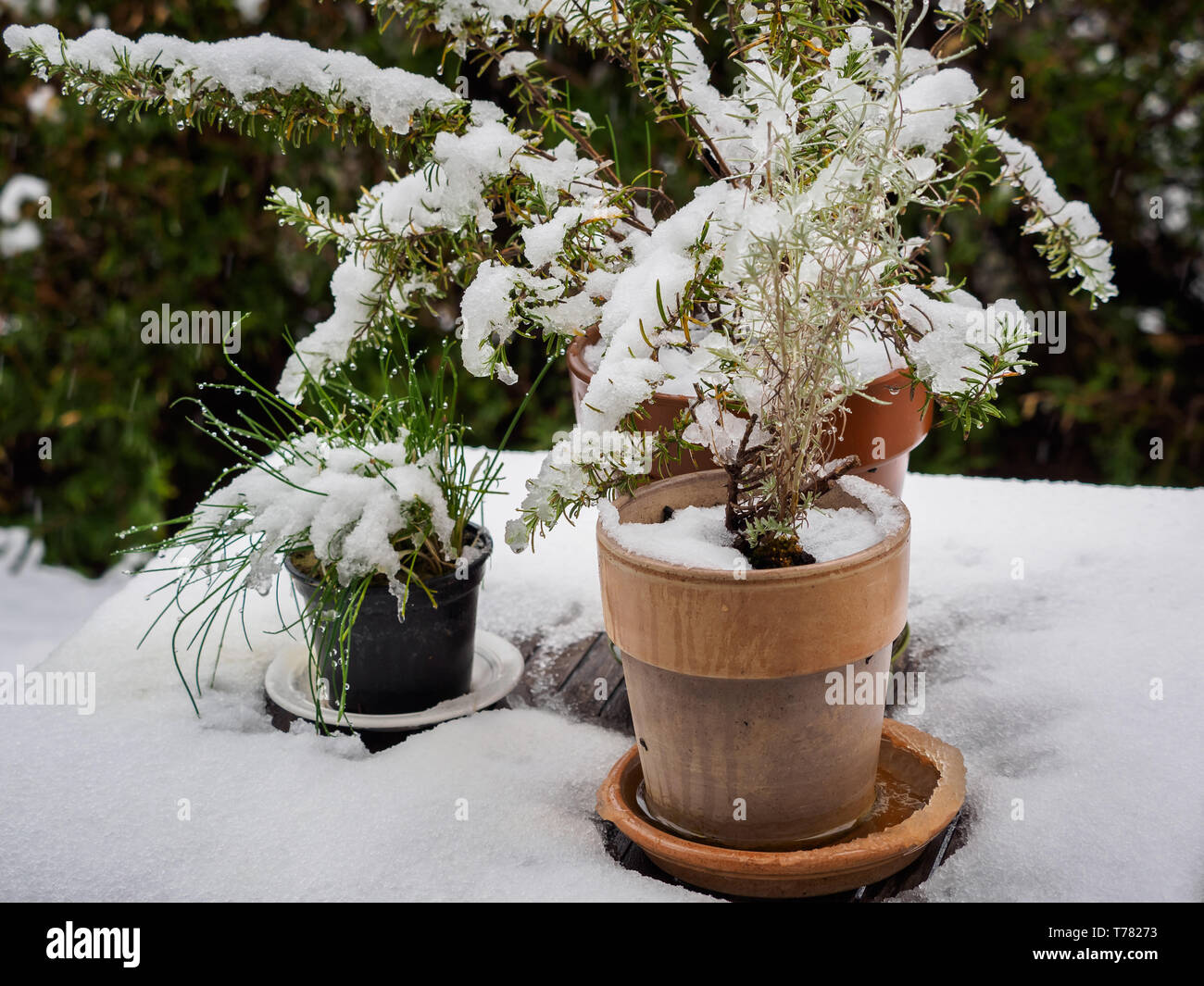 Unexpected snow in spring threatens plants in the garden Stock Photo ...