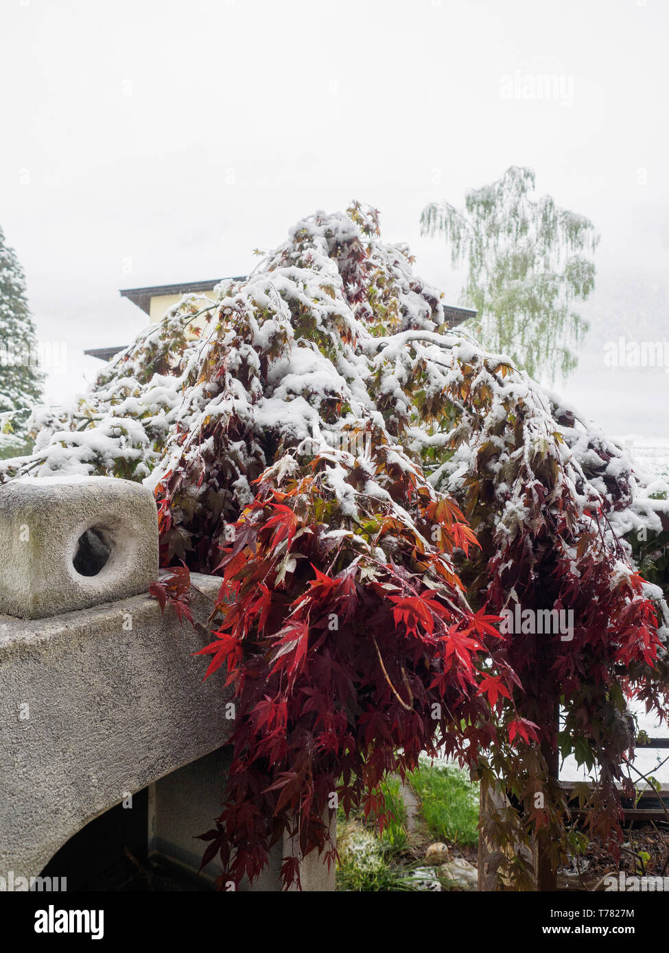 Unexpected snow in spring threatens plants in the garden Stock Photo ...