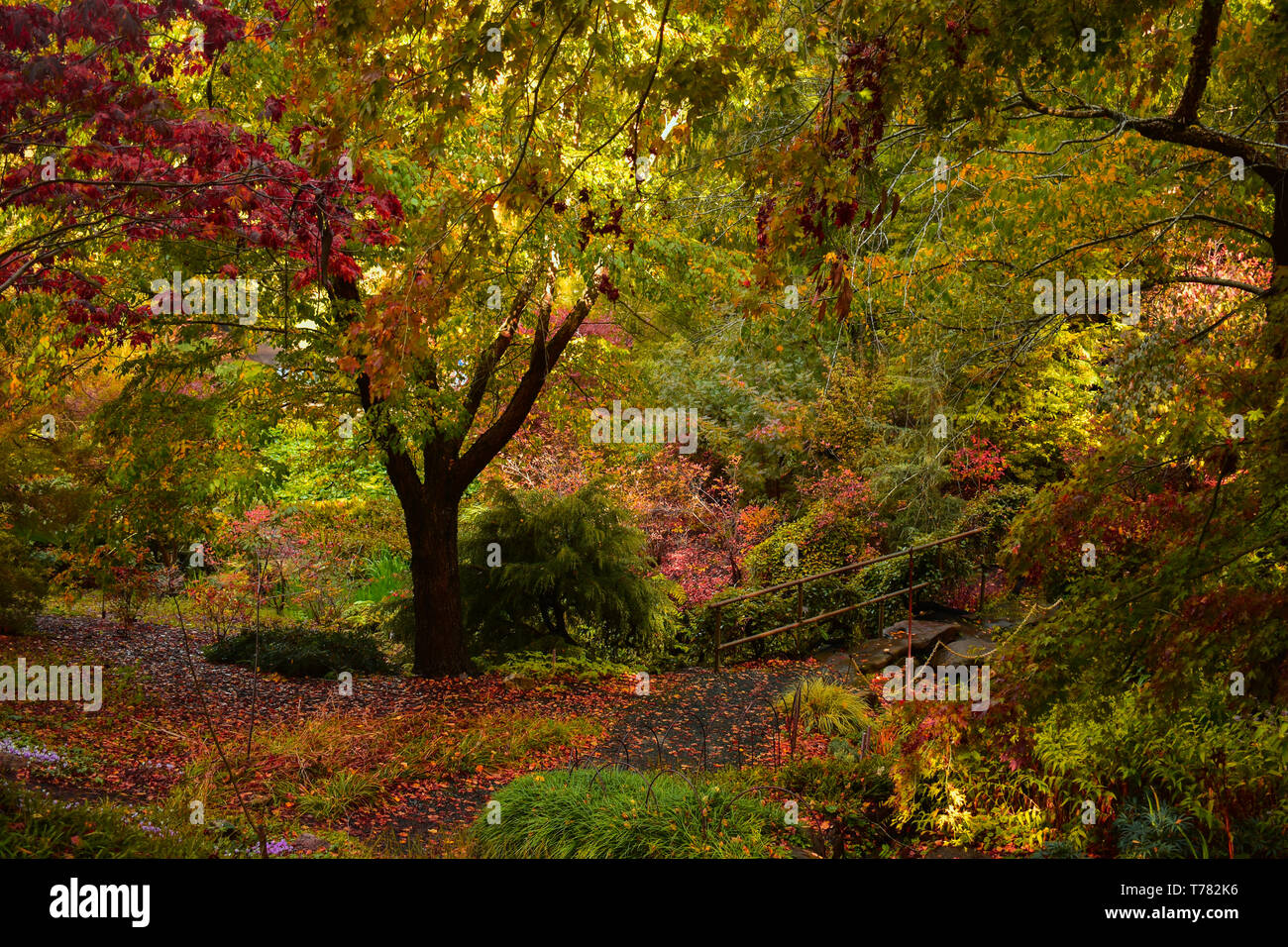 Botanic garden adelaide south australia hi-res stock photography and ...
